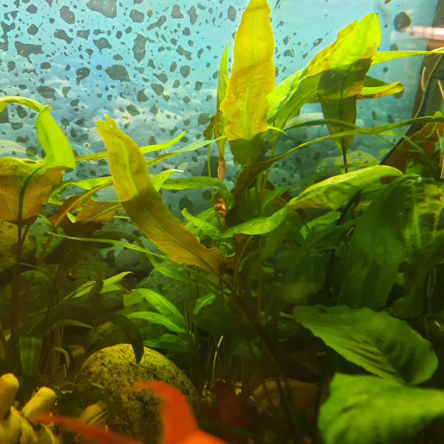 Аквариумные растения прополка