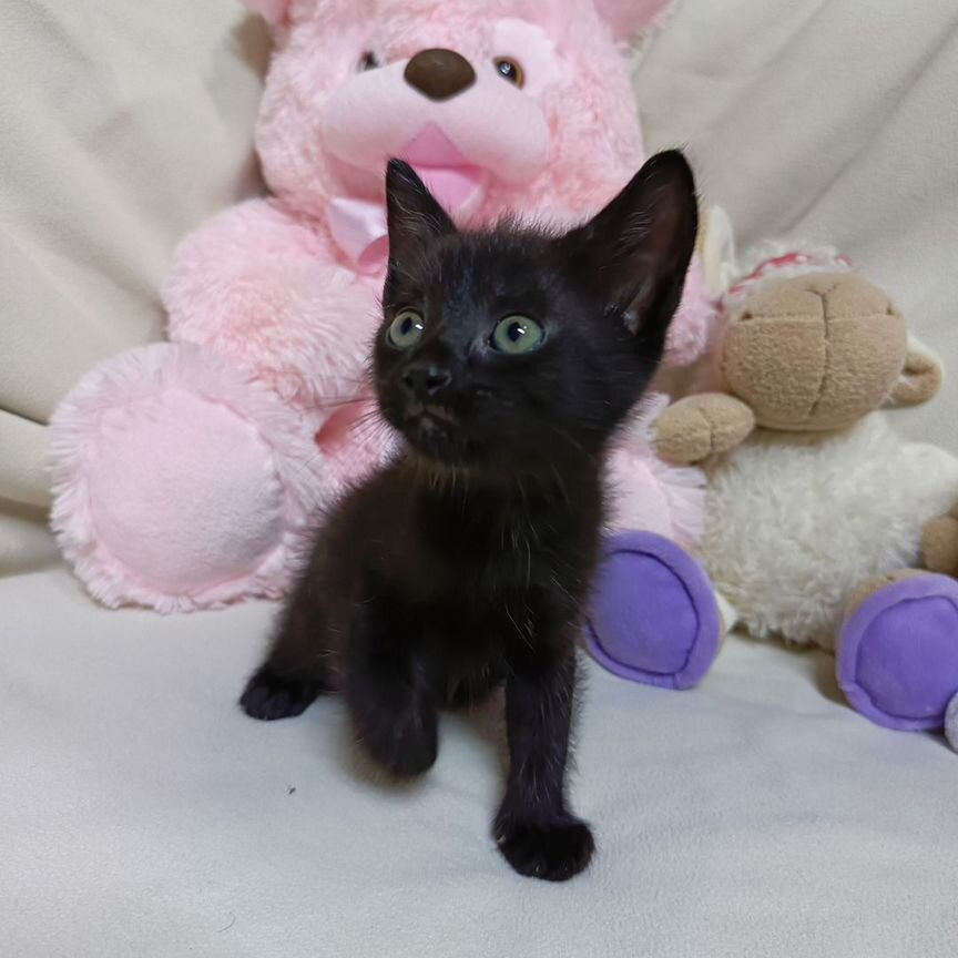 Черный котенок в хорошие руки