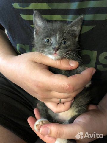 Котята помесь сибирской кошки