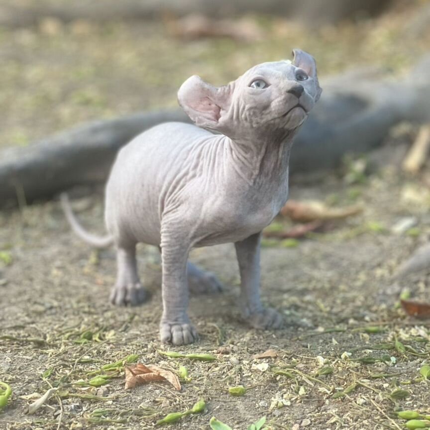 Фантастическая голубая эльфушка