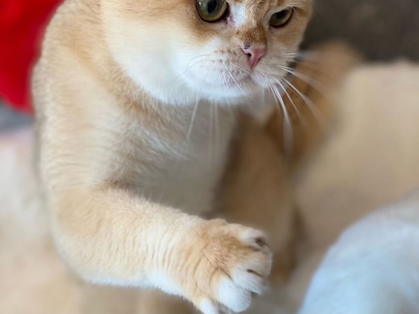 Клубный британский котёнок - Феликс