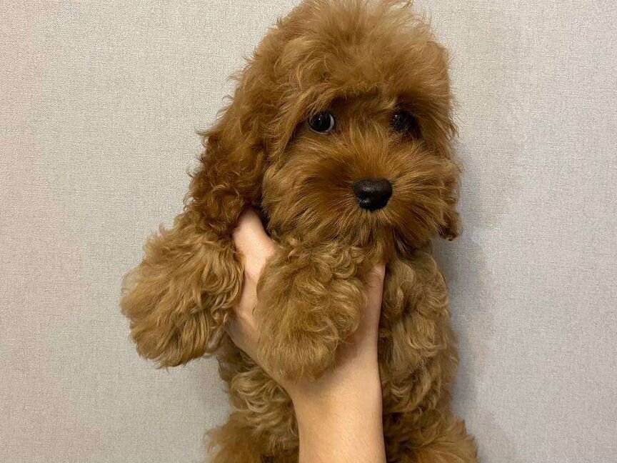 Кокапу
