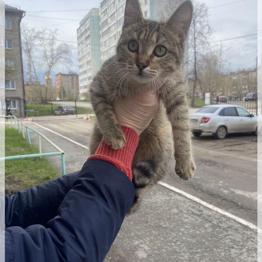 Кошечка в добрые руки
