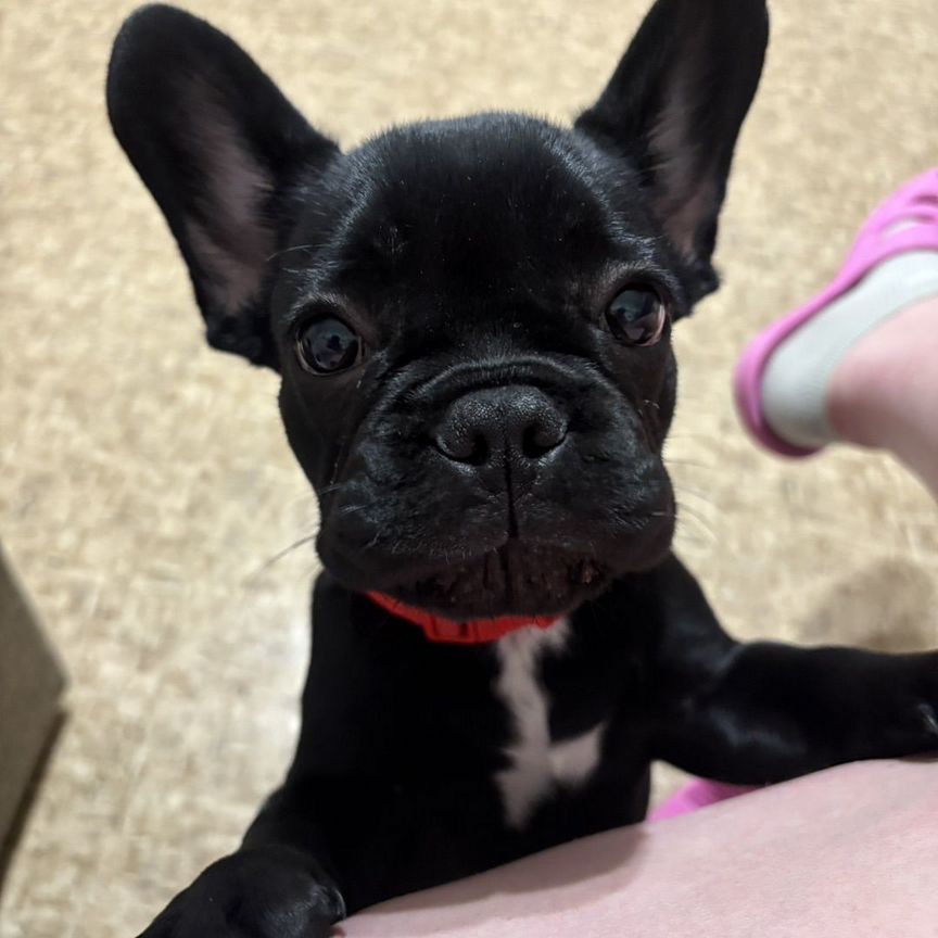 Французский бульдог