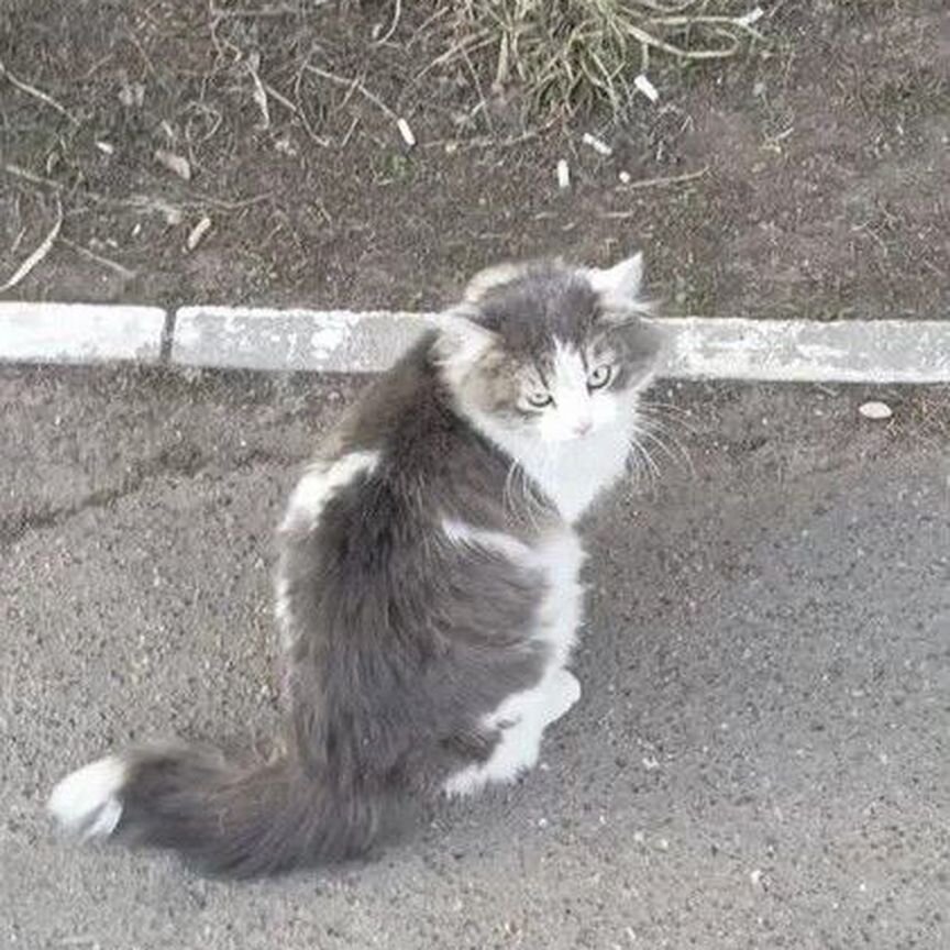 На траве спит котик, очень ласковый, доверчивый