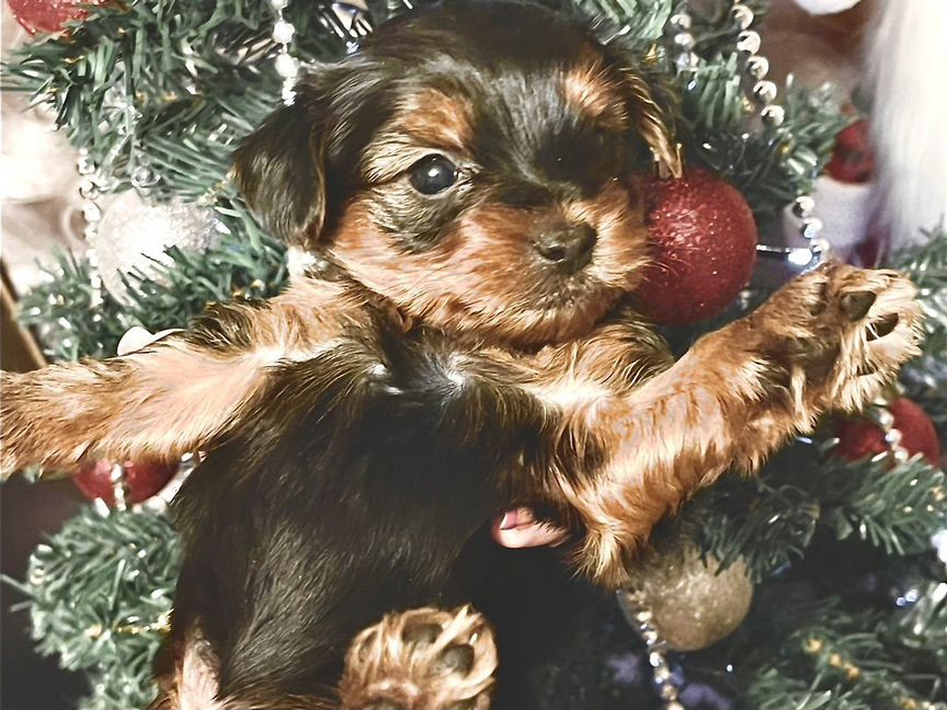 Йоркширский терьер