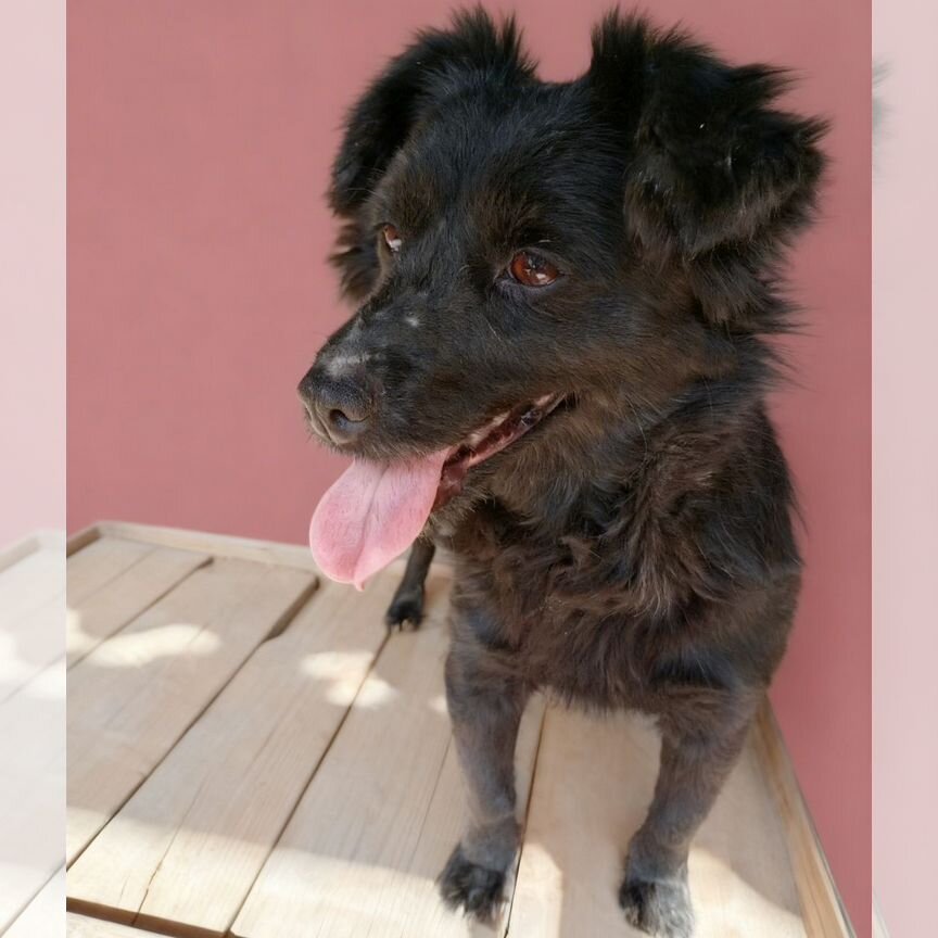 Взрослая собака в добрые руки