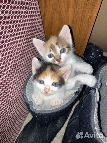 Кошечки-трехцветки