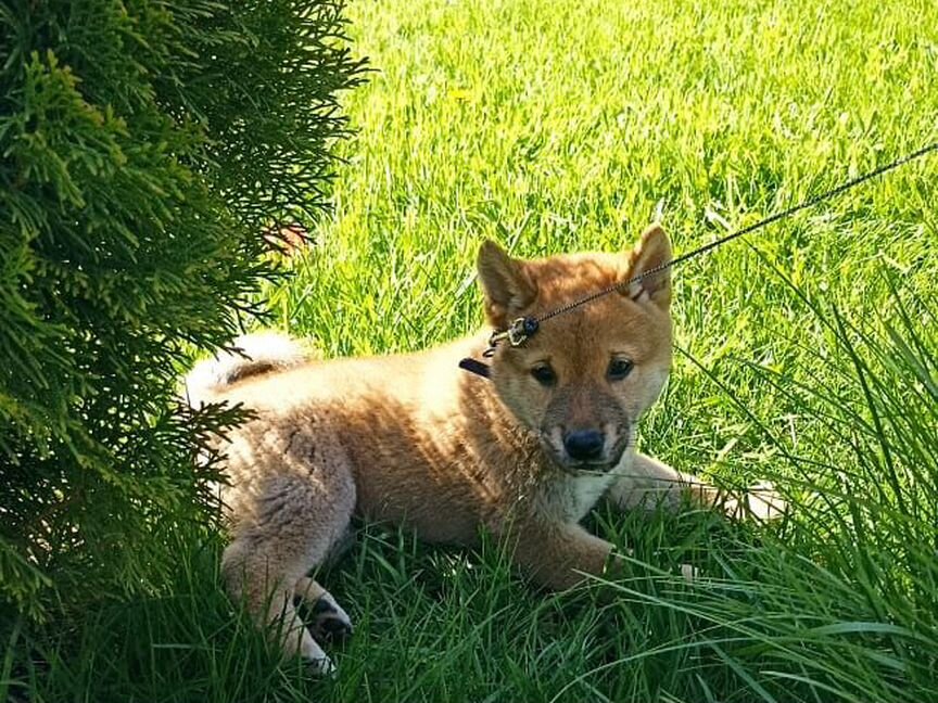 Продам щенка Сиба ину