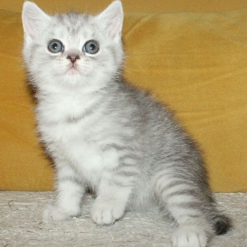 Британский мальчик