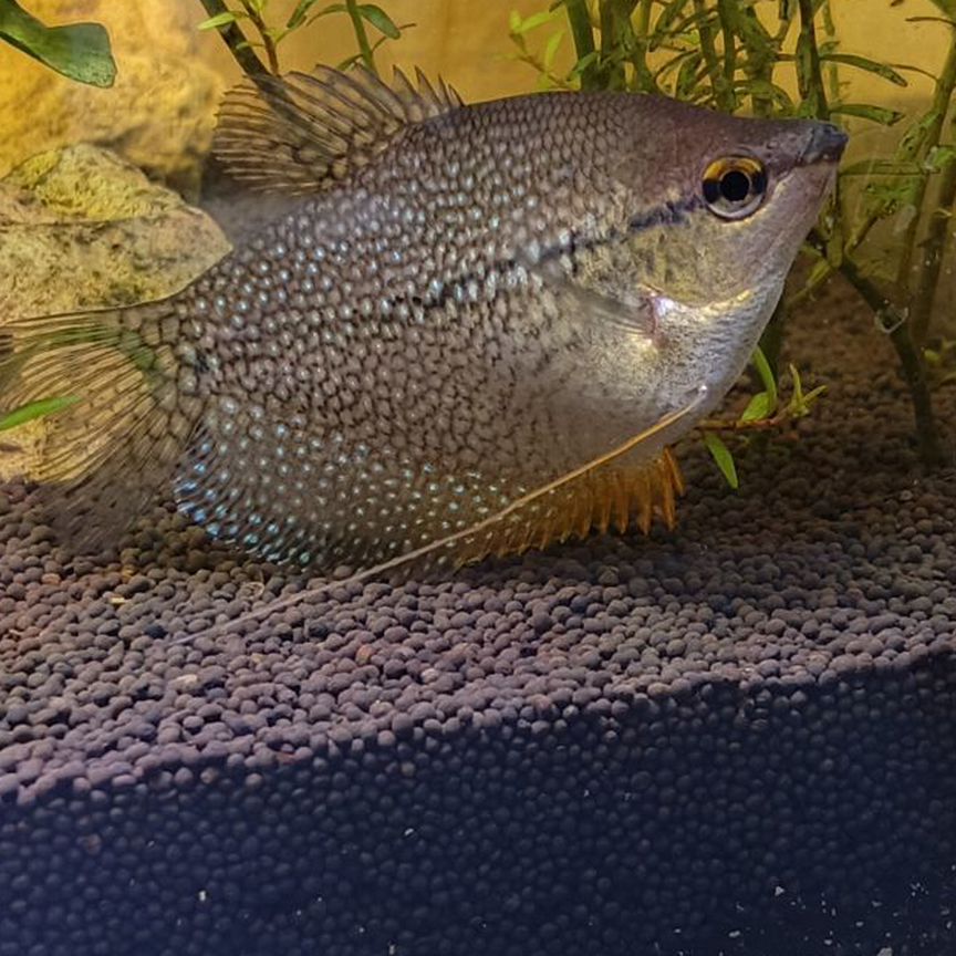 Гурами жемчужный поиск самца