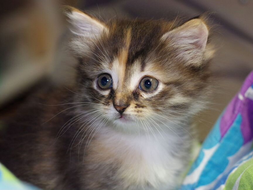 Пуша-цветик