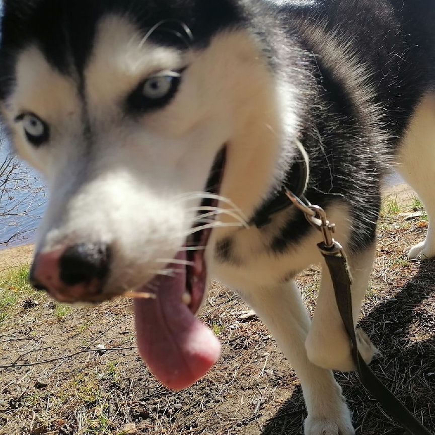 Сибирский хаски, взрослая собака