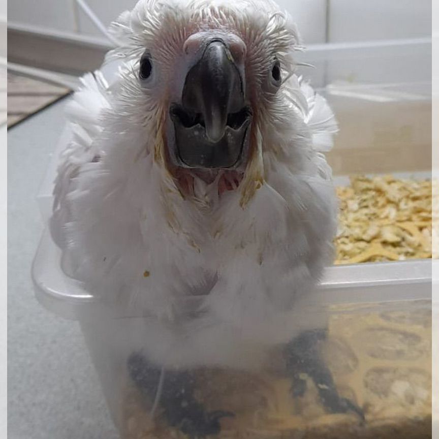 Попугай какаду выкормыш