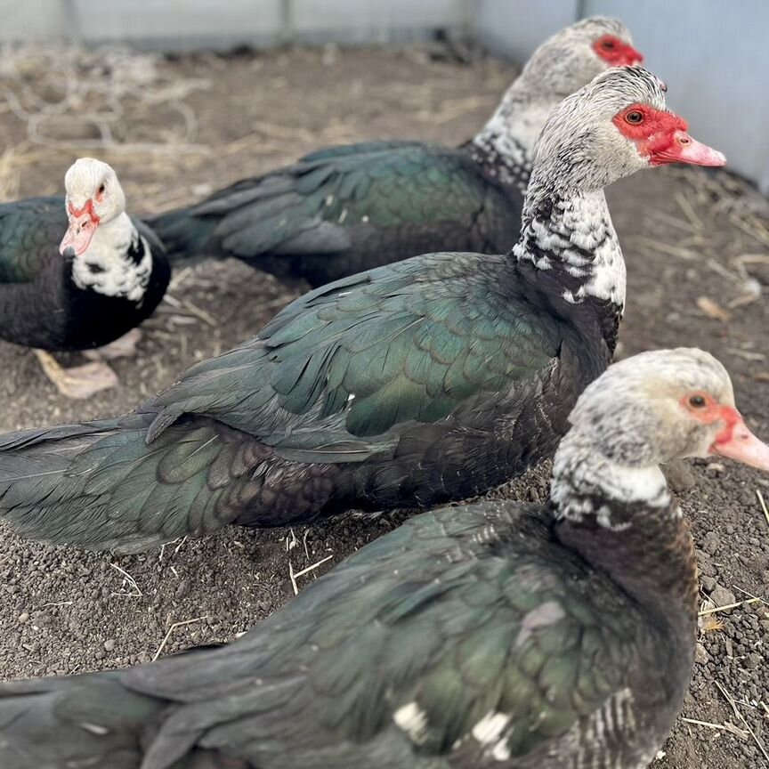 Мускусная утка