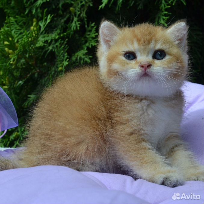 Британские котята золотистая шиншилла