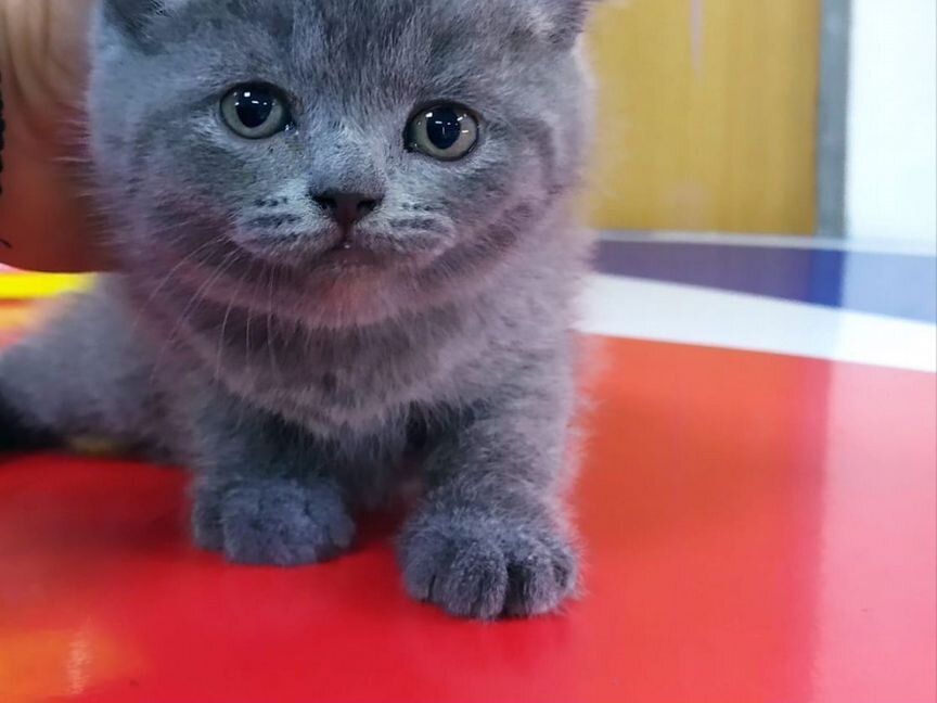 Британская