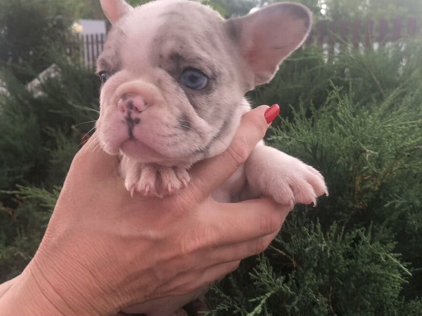 Девочки мраморные