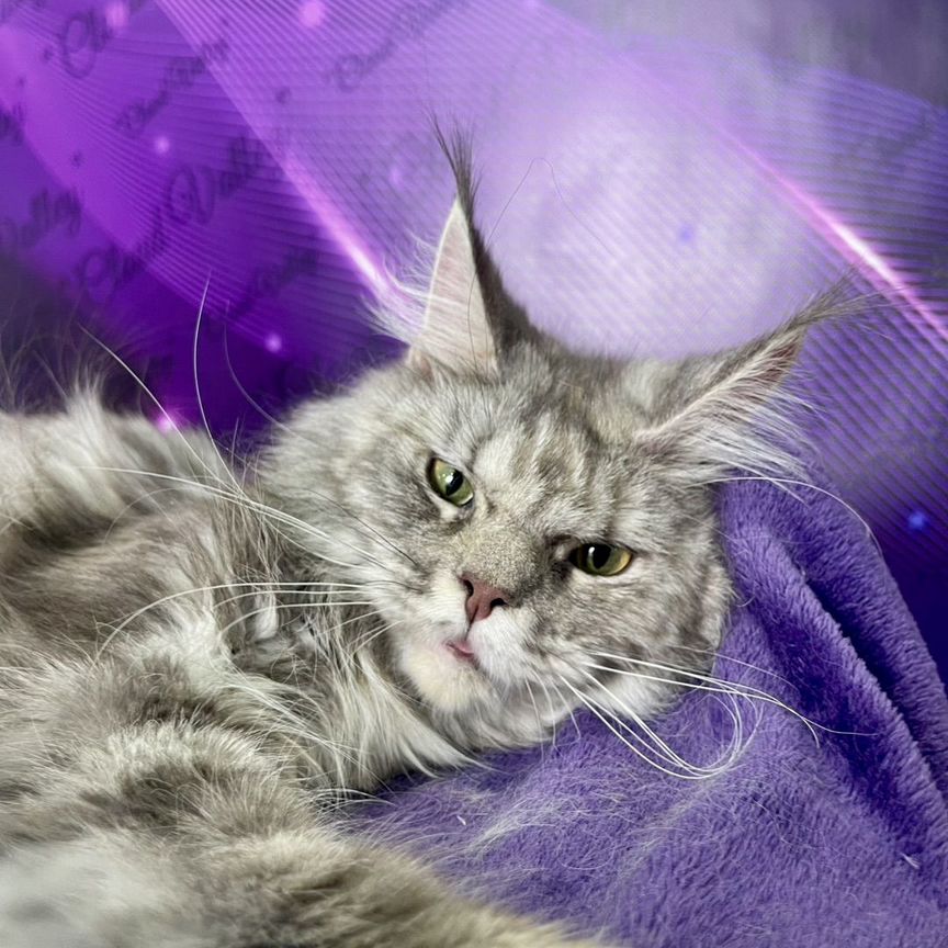 Котята мейн-кун