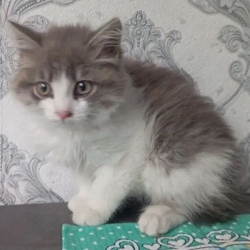 Сибирский котёнок
