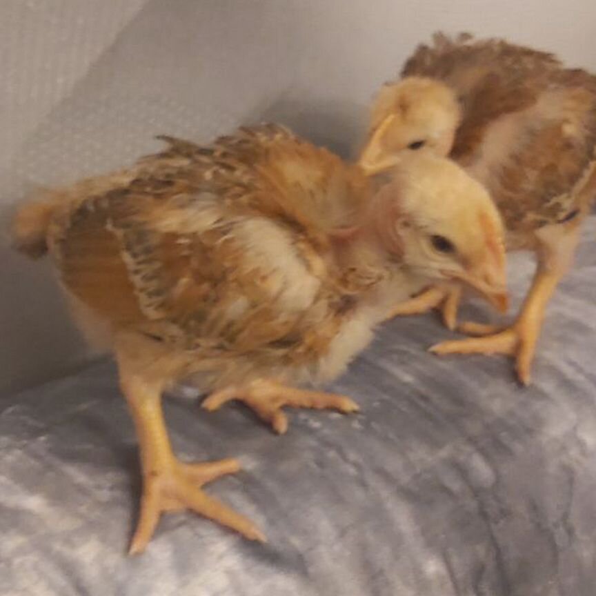 Куры цыплята