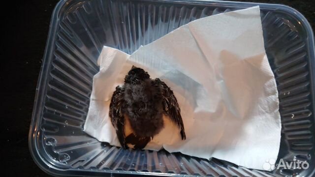 Птенец стрижа