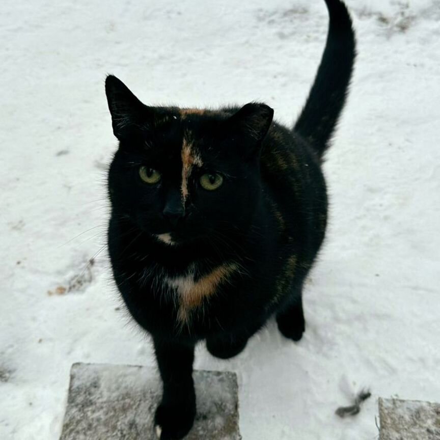 Кошка черепаховая ласковая и умная