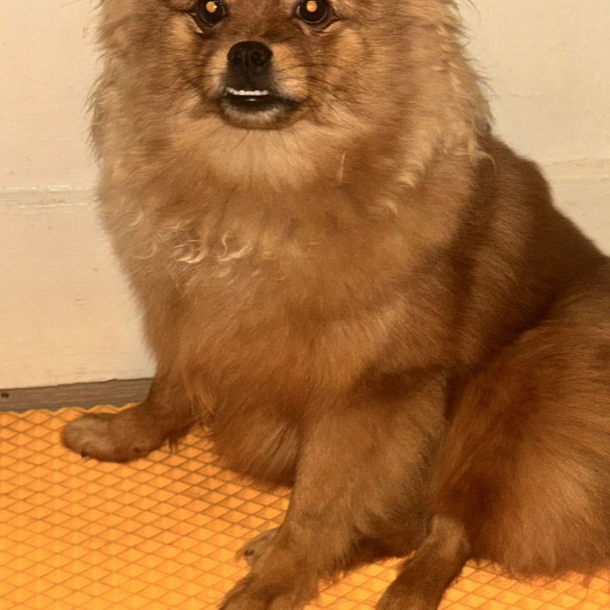 Продается годовалый шпиц