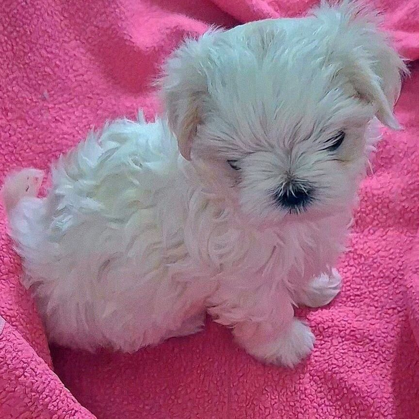 Мальтийская болонка, щенок