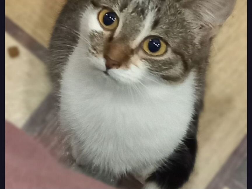 Котенок очаровашечка,5 мес. Доставим