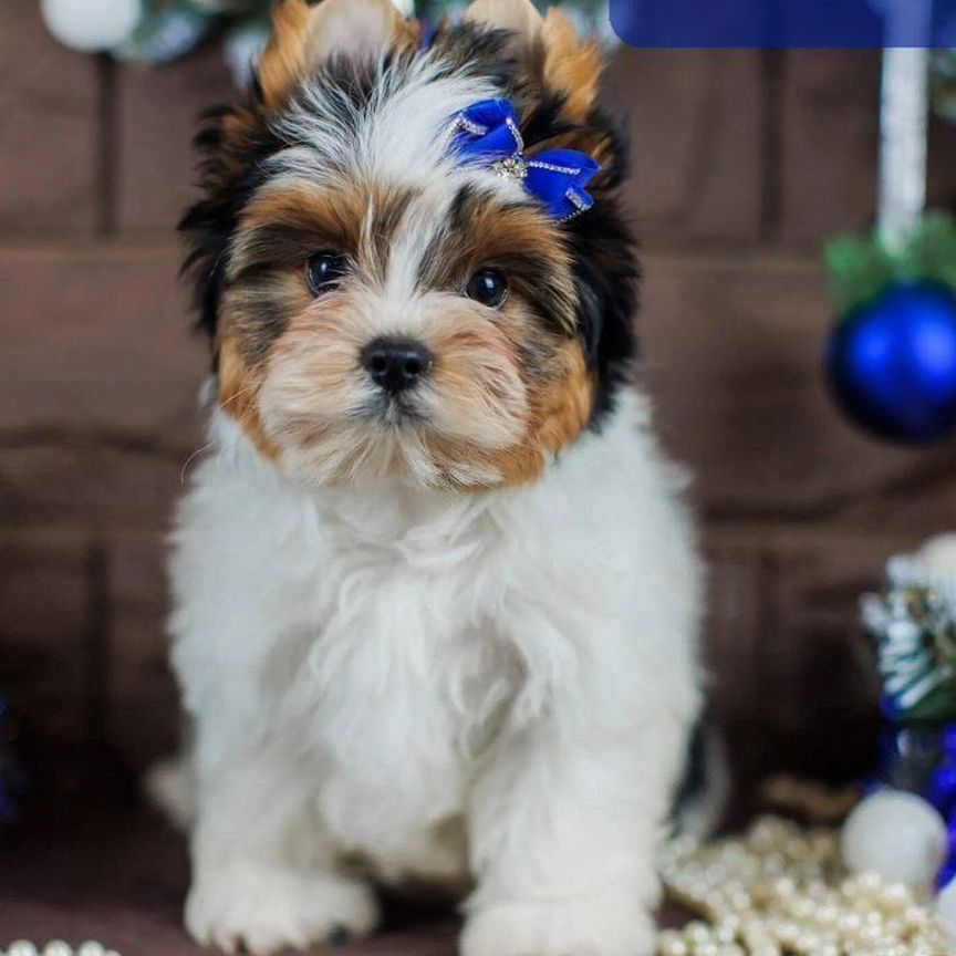 Бивер-йоркширский терьер, щенок