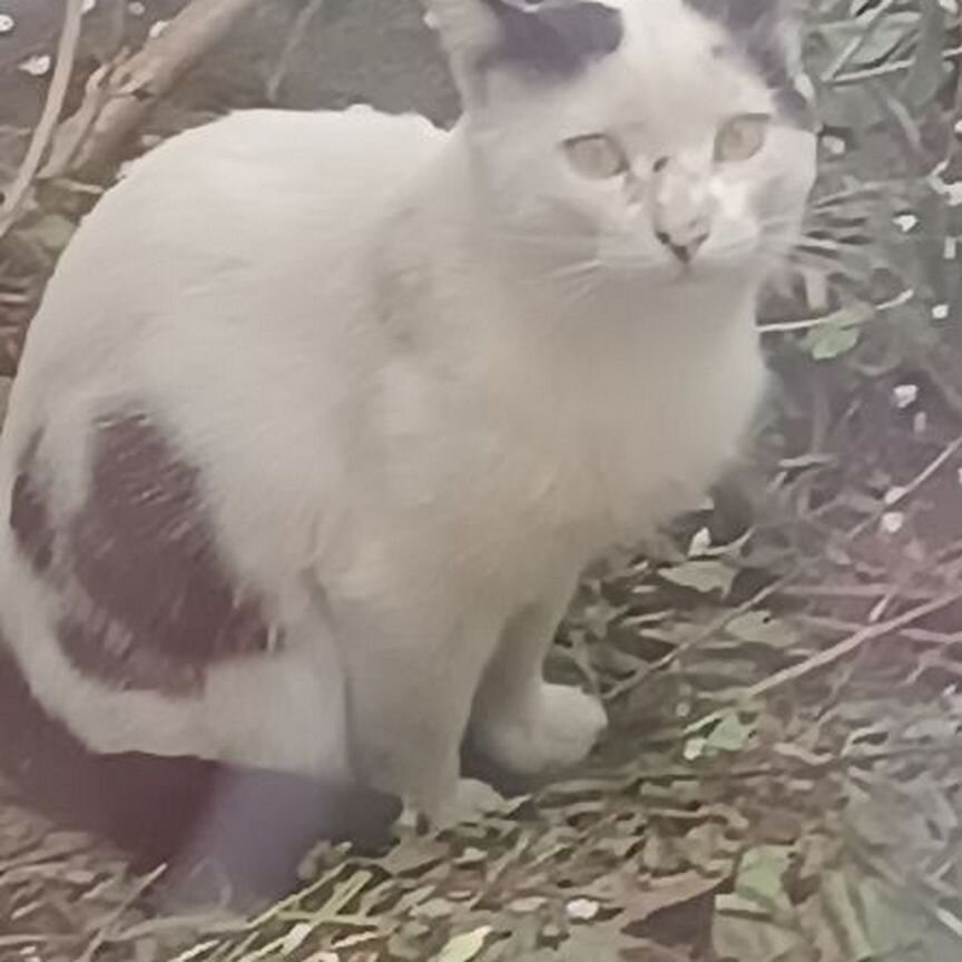 Кошка бездомная