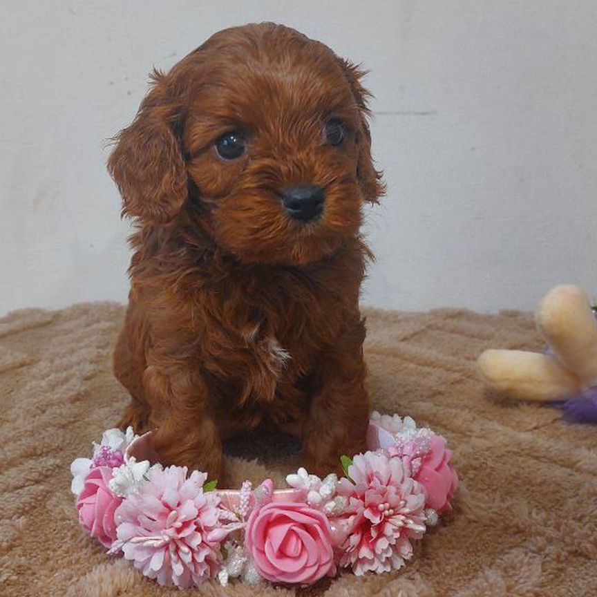 Кавапу, щенок