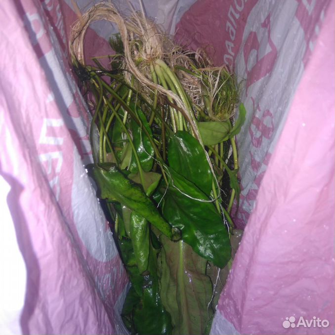 Прополка анубиас (или криптокорина) роголисник