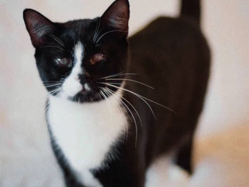 Черно-белый слепой котик