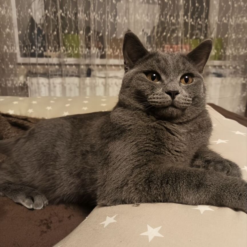 Британский короткошёрстный котёнок