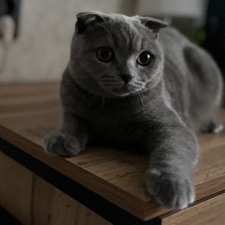 Шотландский вислоухий кот