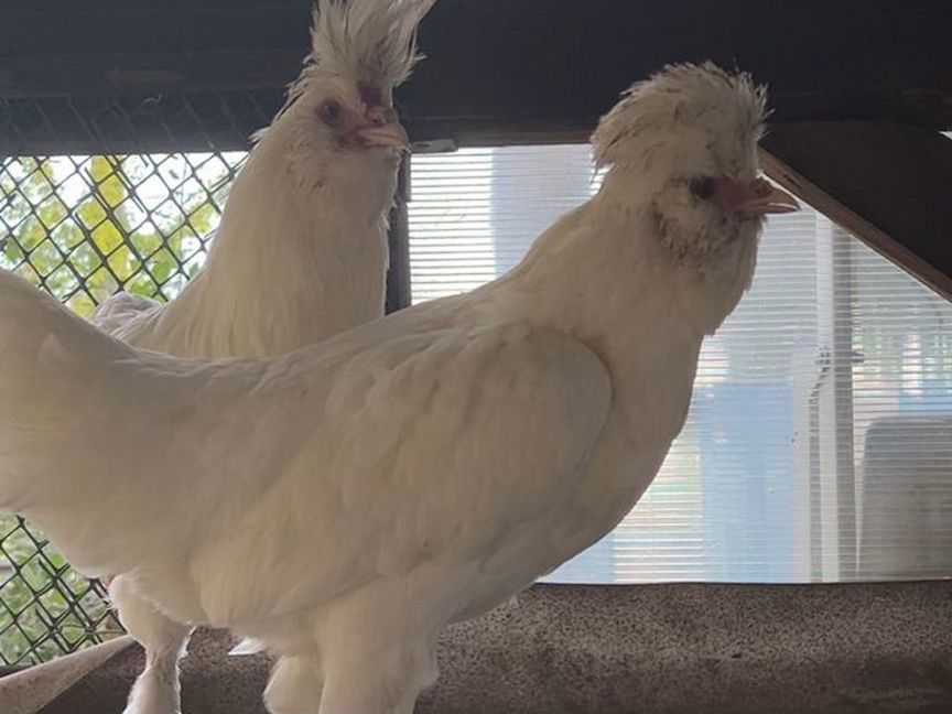 Куры турецкая султанка