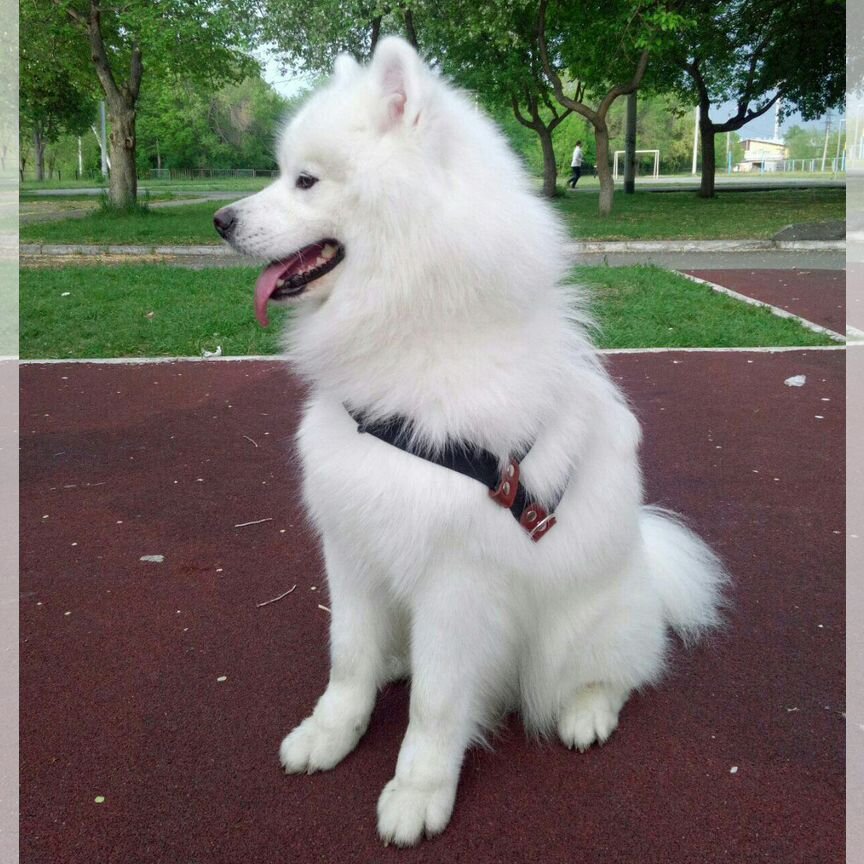 Самоед в добрые руки