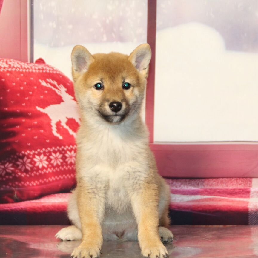 Сиба ину щенок мальчик
