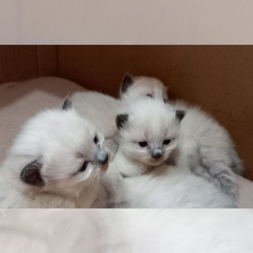 Невские маскарадные котята