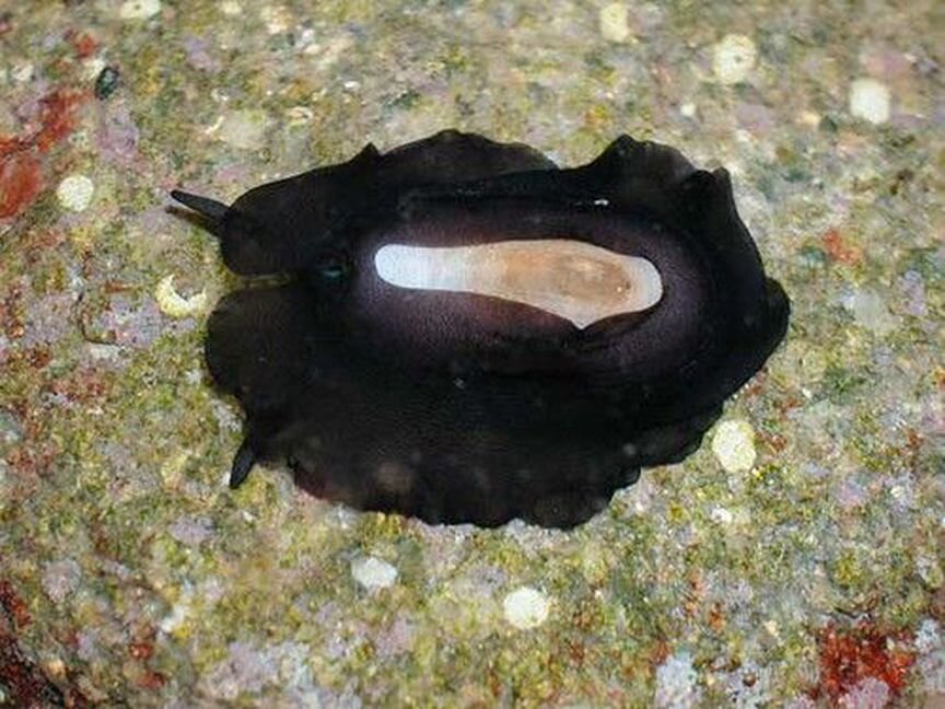 Скутусы для морского аквариума