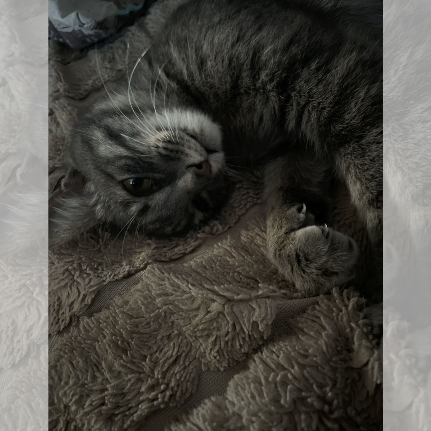 Кошка