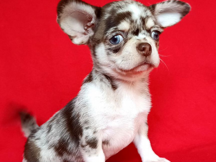 Мраморная красотка чихуахуа
