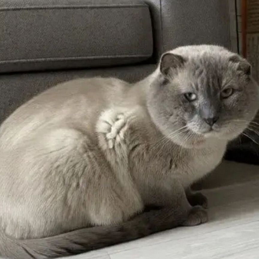Взрослый кот в добрые руки