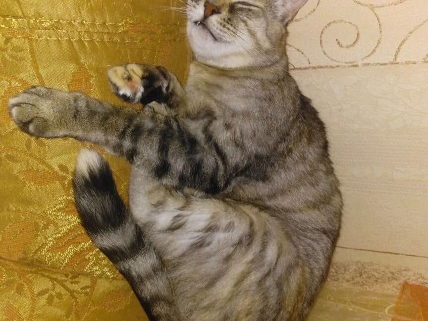 Кошка (помощь, в добрые руки)