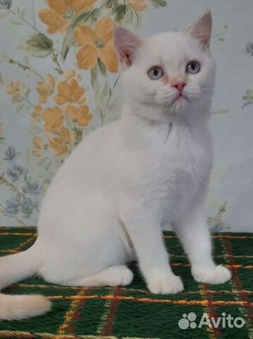 Котёнок девочка