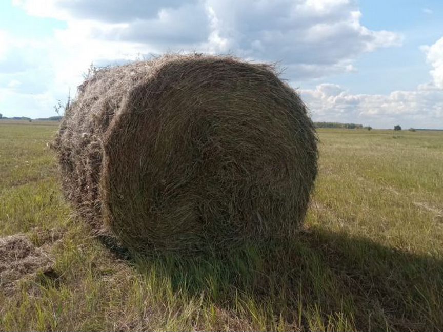 Сено в тюках