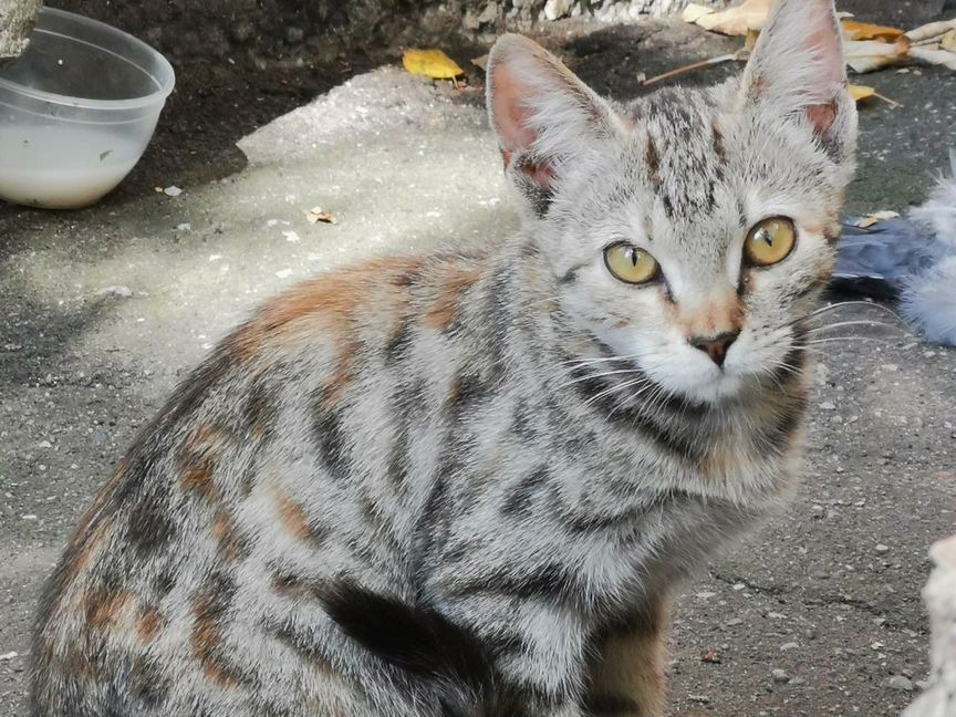 Кошки в добрые руки бесплатно