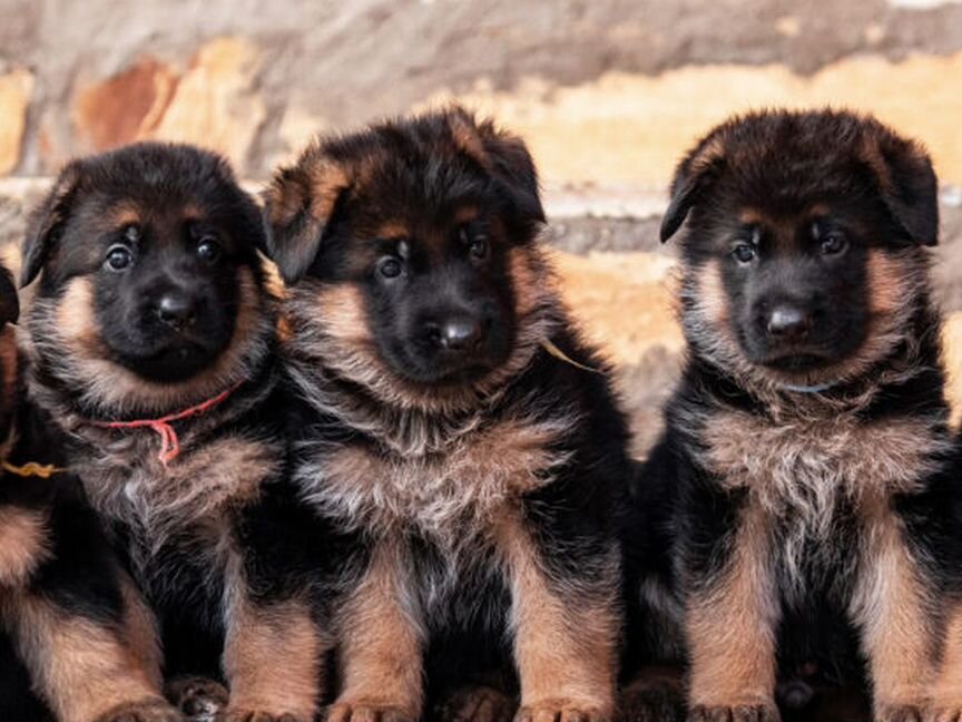 Щенки немца